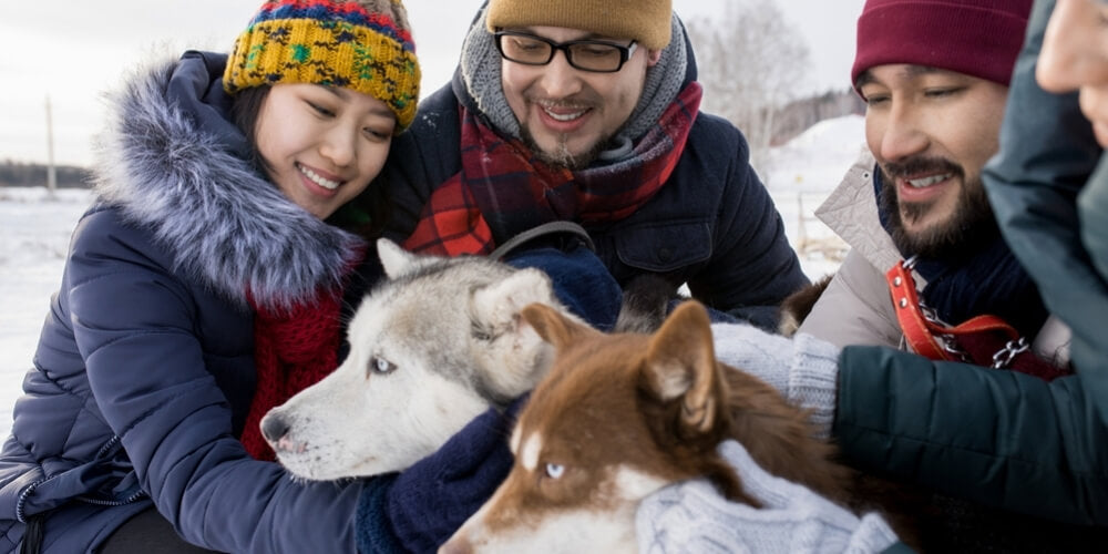 Top 10 Pet Friendly Ski Resorts STASHLOGIX top-10-pet-friendly-ski-resorts-stashlogix